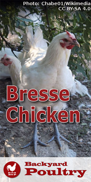 Bresse Chicken Breed Profile - Backyard Poultry